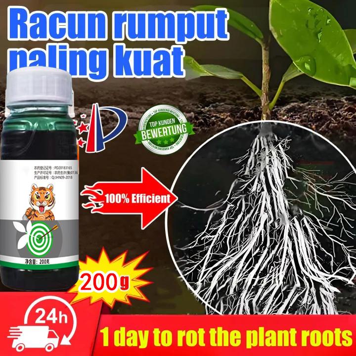 查看[【Rumpai dibunuh pada waktu pagi dan petang】2 Drops kills tree roots ...