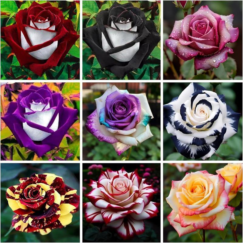 Mixed Rose Seeds 200Pcs – Beautiful Multi-Color Ga TikTok爆款商品分析 - GMV ...