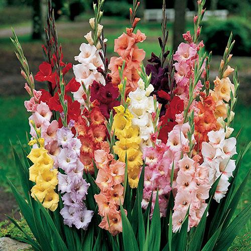 Summer Flowering Bulb Mixed Pack, 300 Bulbs, 7 Varieties for Summer Long Colour | TikTok Shop ...