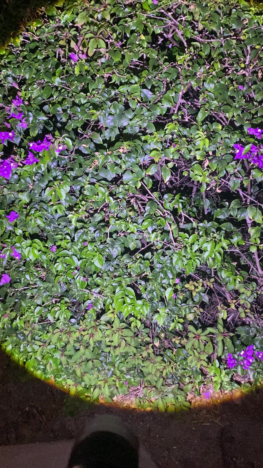 [@muluya02][Flashlight 2-1 Power #wonenneed #houtdoor # Outsidelight # ...