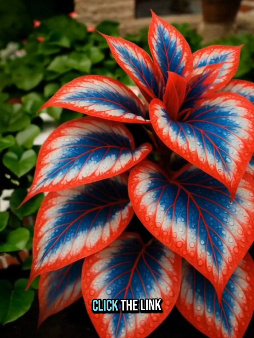 Red, white & blue hosta seeds - rare, bold, and a total stunner. Easy ...