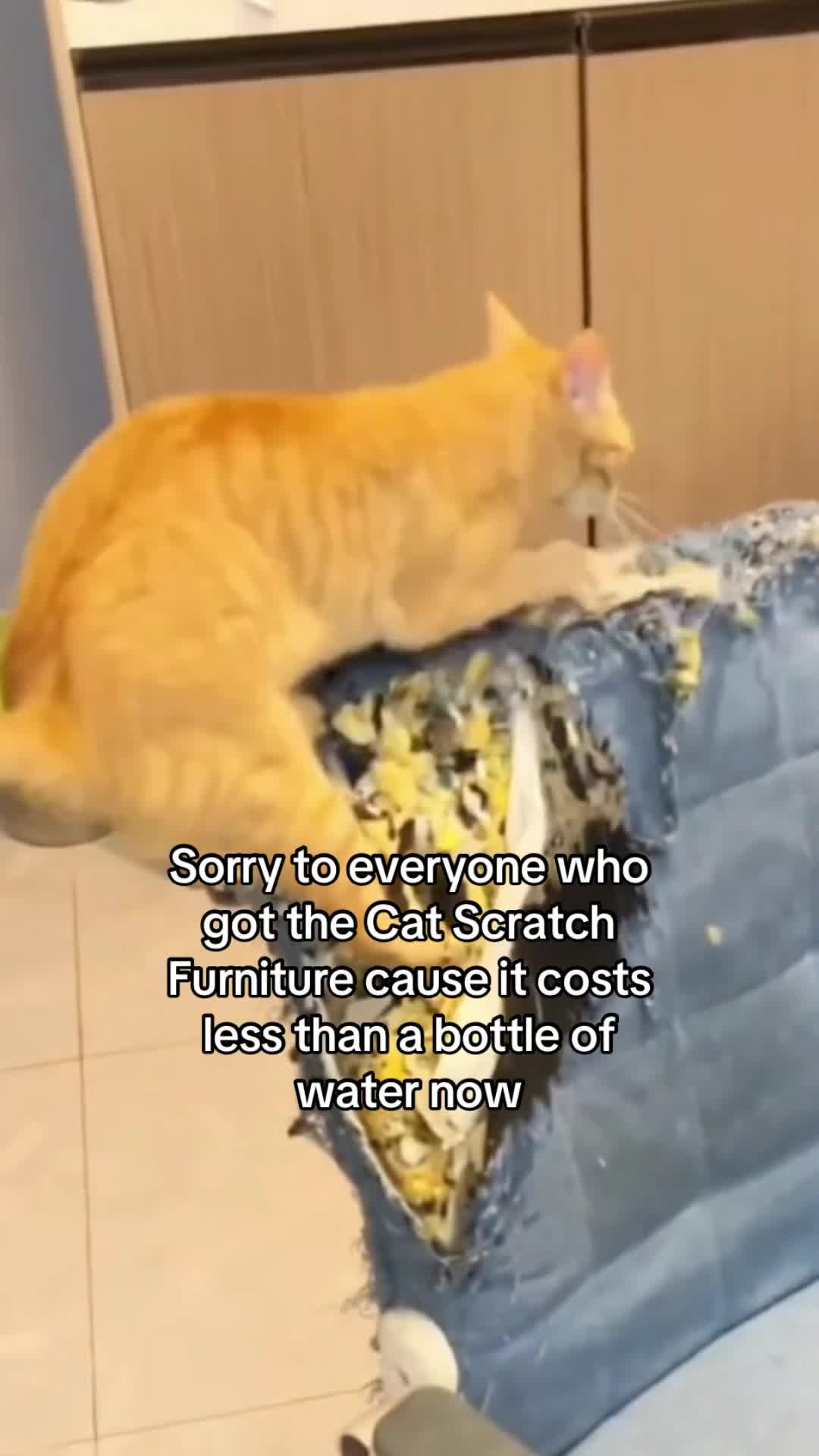 These scratch protection stickers are a life saver!! #catsoftiktok #cat ...