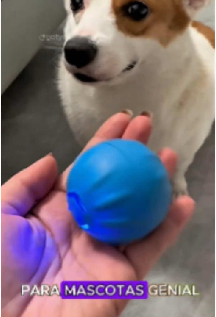 Shaky ball toy for dogs vibration #dogs #ball #smart #shaky #toy #fyp # ...